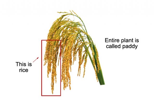 Rice: From The Paddy Fields To Your Plate – Amaze Vege Garden