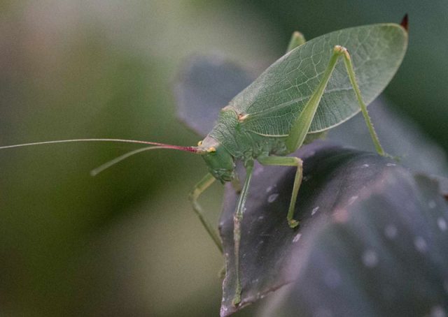 Top 10 Green Insects Commonly Found in a Garden – Amaze Vege Garden