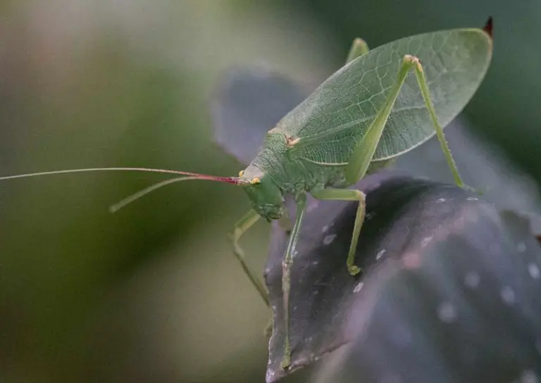 Top 10 Green Insects Commonly Found in a Garden – Amaze Vege Garden