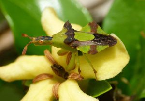 Top 10 Green Insects Commonly Found in a Garden – Amaze Vege Garden