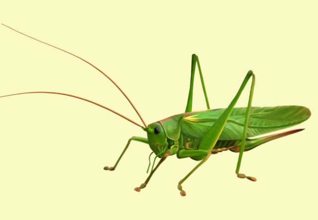 Top 10 Green Insects Commonly Found in a Garden – Amaze Vege Garden