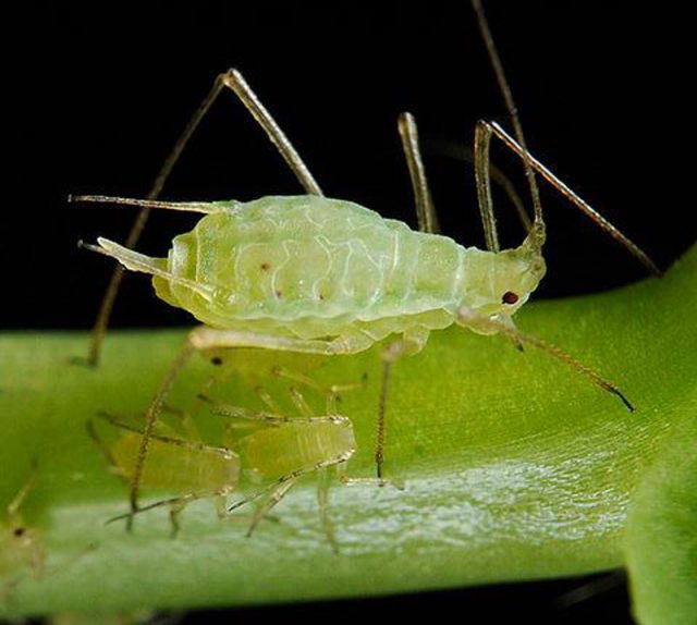 Top 10 Green Insects Commonly Found in a Garden – Amaze Vege Garden