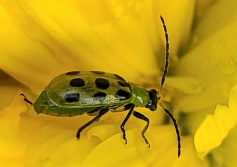 Top 10 Green Insects Commonly Found in a Garden – Amaze Vege Garden