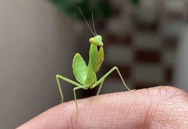 Top 10 Green Insects Commonly Found in a Garden – Amaze Vege Garden