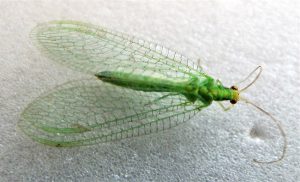 Top 10 Green Insects Commonly Found in a Garden – Amaze Vege Garden