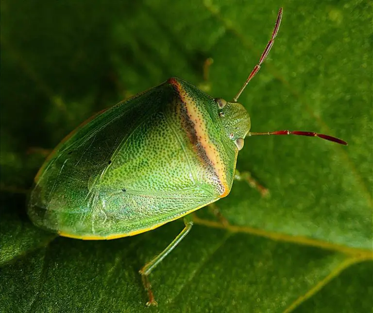 Top 10 Green Insects Commonly Found in a Garden – Amaze Vege Garden