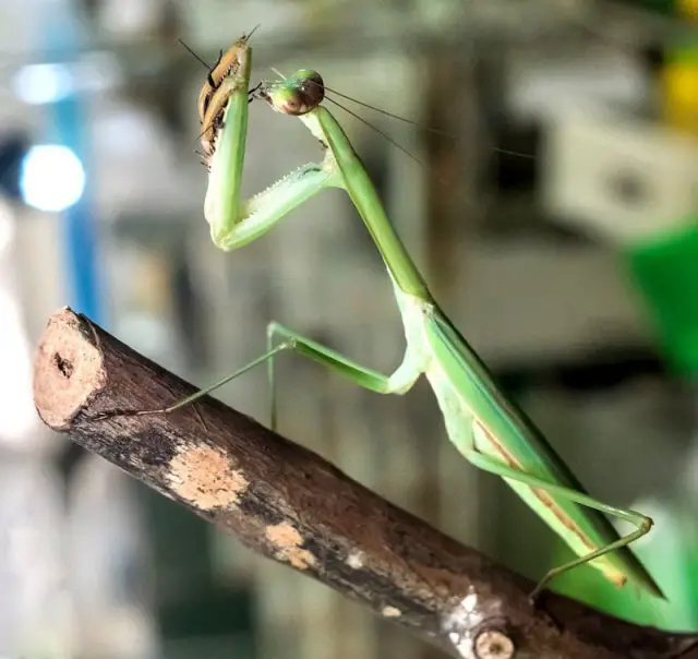 Top 10 Green Insects Commonly Found in a Garden – Amaze Vege Garden