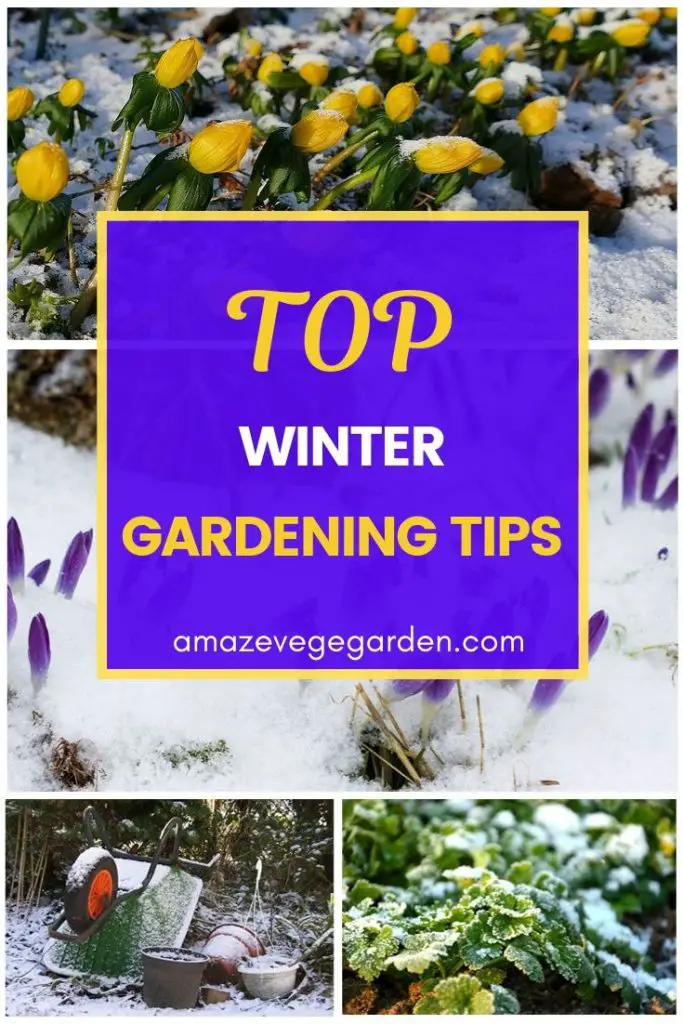Top Winter Gardening Tips – Amaze Vege Garden