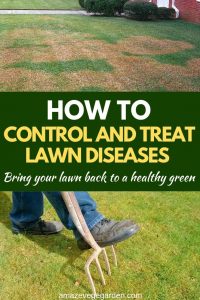 How to Control and Treat Lawn Diseases – Amaze Vege Garden