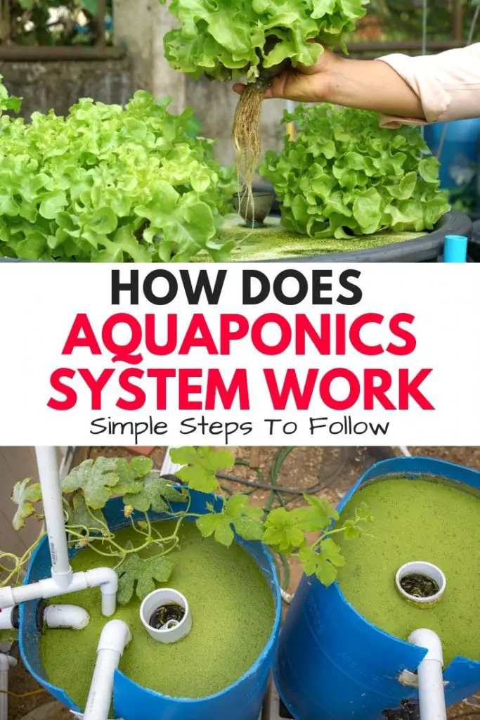 How Does Aquaponics System Work (Simple Steps To Follow) – Amaze Vege ...