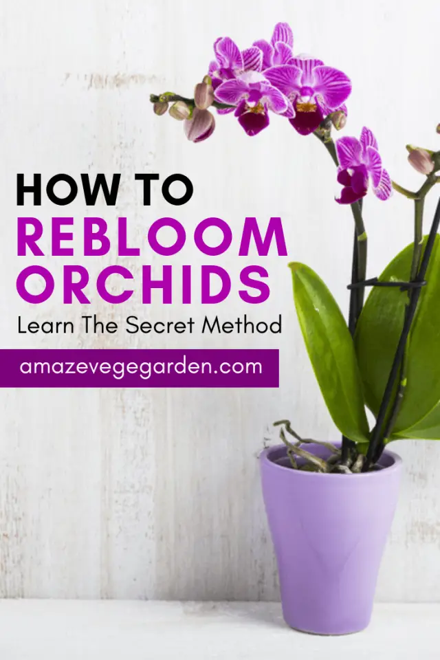 How To Rebloom Orchids – Learn The Secret Method – Amaze Vege Garden