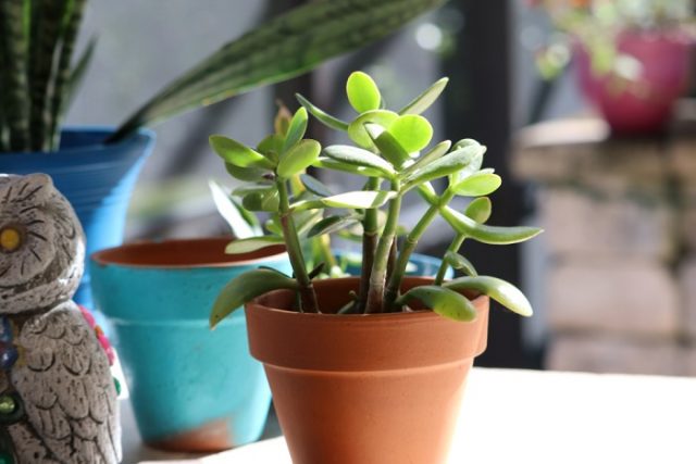 How To Save A Dying Jade Plant – Amaze Vege Garden
