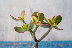 How To Save A Dying Jade Plant – Amaze Vege Garden