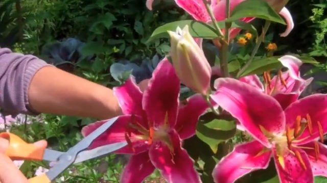 How To Cut or Deadhead Lilies When They Have Finished Flowering – Amaze ...