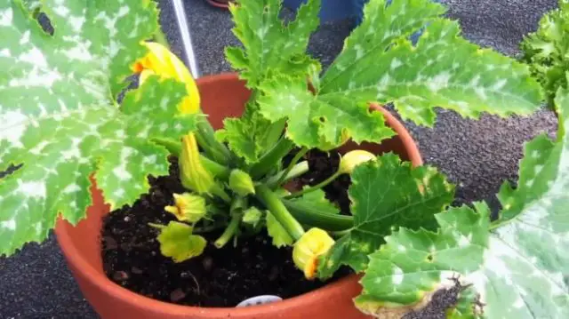 How To Grow Zucchini In A Container Garden – Amaze Vege Garden