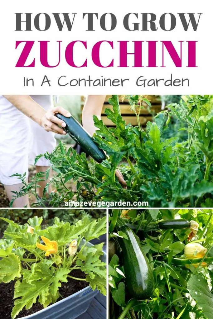 How To Grow Zucchini In A Container Garden – Amaze Vege Garden