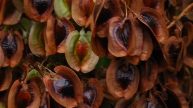 3 Different Ways of Growing Rhubarb – Amaze Vege Garden