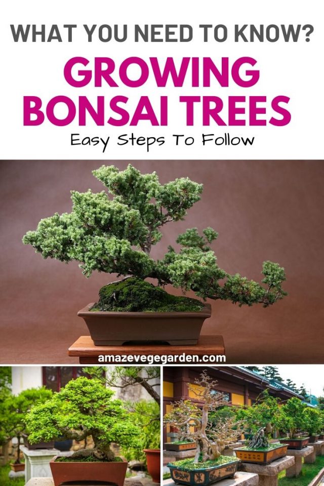 Growing Bonsai Trees – What You Need To Know? – Amaze Vege Garden