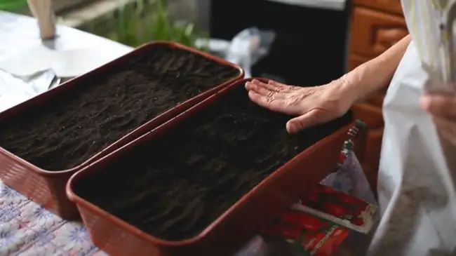 Benefits of Using Plastic Planting and Nursery Pots - Amaze Vege Garden