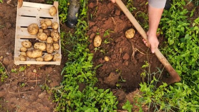 10 Best Garden Crops For Beginners – Amaze Vege Garden