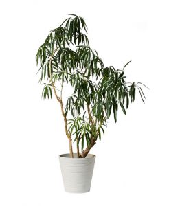 All About Umbrella Plants – Types, Grow, Care and Propagate – Amaze ...