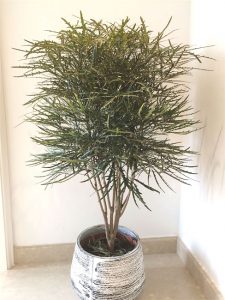 All About Umbrella Plants – Types, Grow, Care and Propagate – Amaze ...