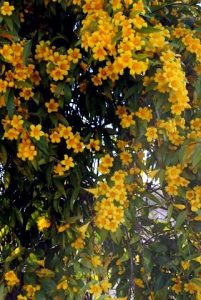 Knowing These 3 Types of Jasmine – Carolina, Arabian and Downy – Amaze ...