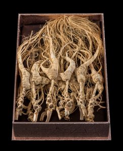 Growing Ginseng – Picking, Planting, Caring, Harvesting and ...