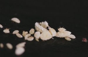 Know About Mealy Bugs and How to Get Rid of Them – Amaze Vege Garden