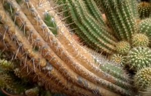 What Cause Yellowing Cactus and How to Fix It? – Amaze Vege Garden