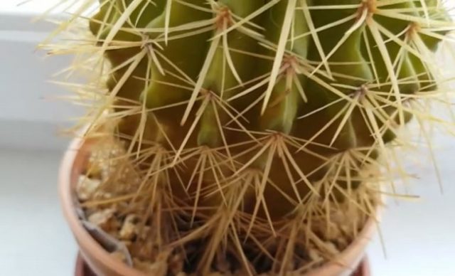 What Cause Yellowing Cactus and How to Fix It? – Amaze Vege Garden
