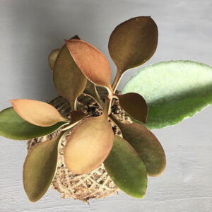 How to Take Care of a Copper Spoons (Kalanchoe Orygalis) Plant? – Amaze ...