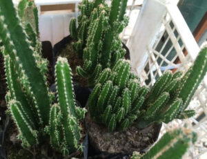 How to Grow and Care for a Fairy Castle Cactus – Amaze Vege Garden