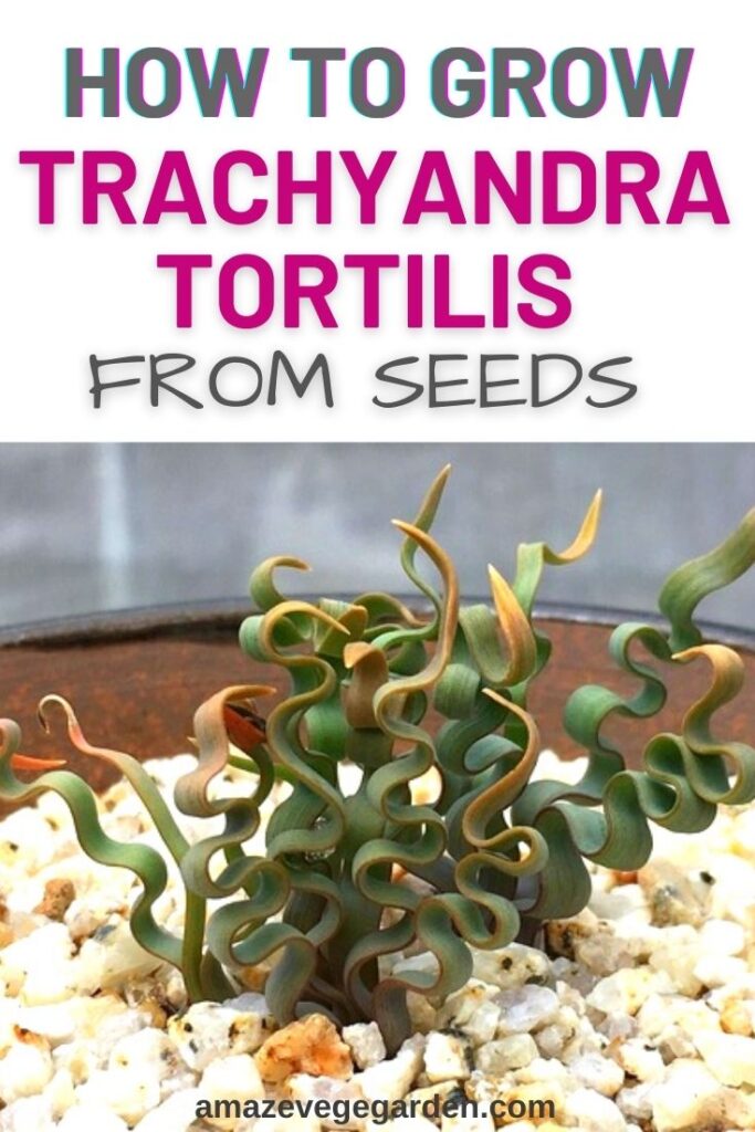 How to Grow Trachyandra Tortilis From Seeds – Amaze Vege Garden