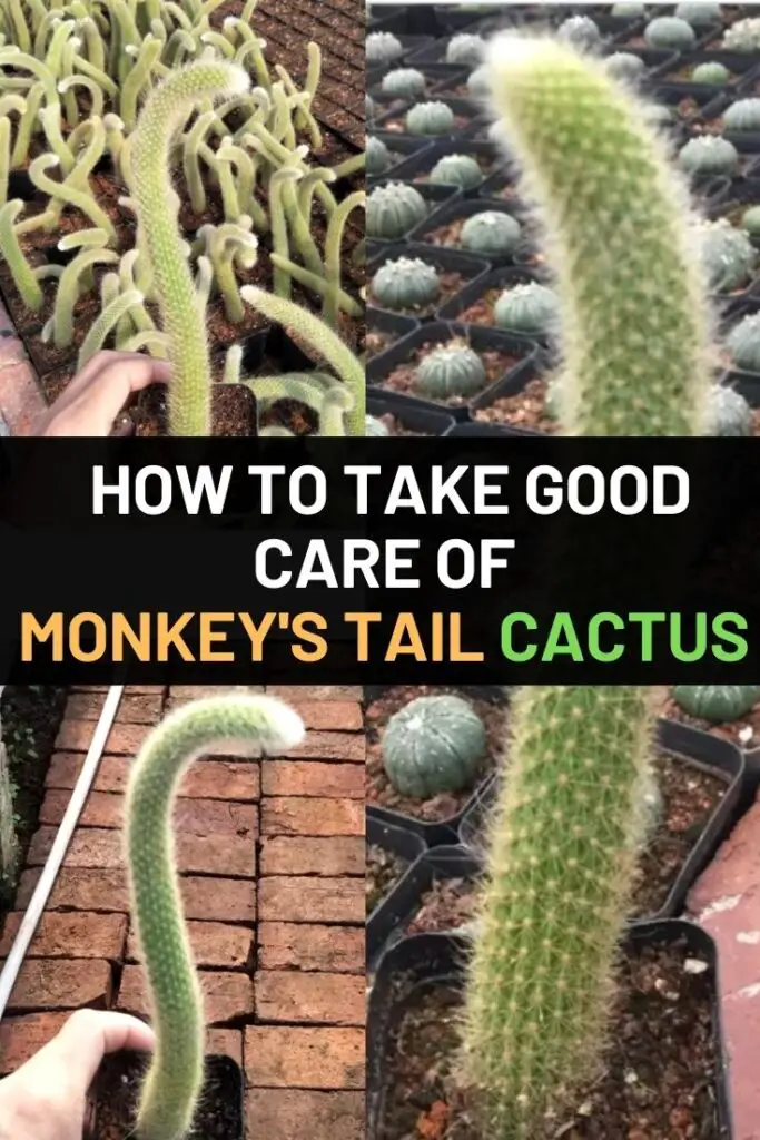 Monkey’s Tail Cactus – How to Take Good Care of It? – Amaze Vege Garden