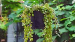 Is It Bine Plant or Vine Plant? – Amaze Vege Garden