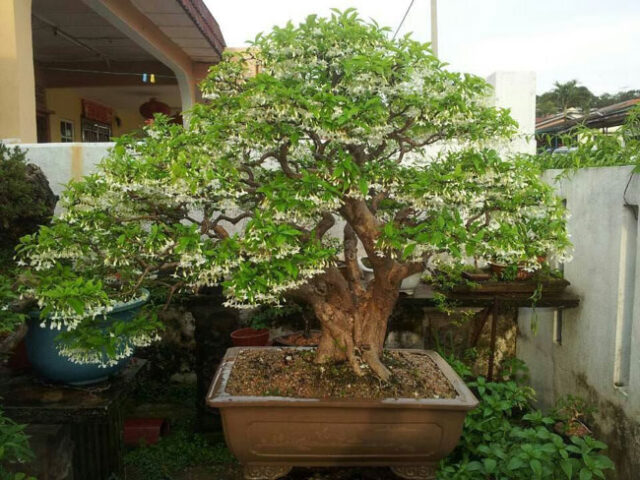How to Grow a Bonsai Tree from Seed Step by Step – Amaze Vege Garden