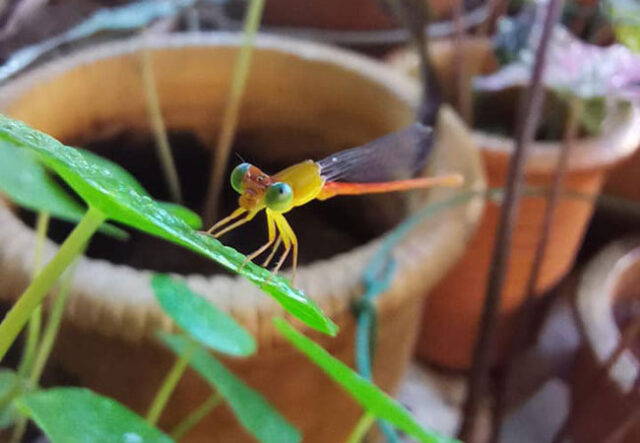How To Attract Dragonflies In Your Garden For Mosquitoes Control ...