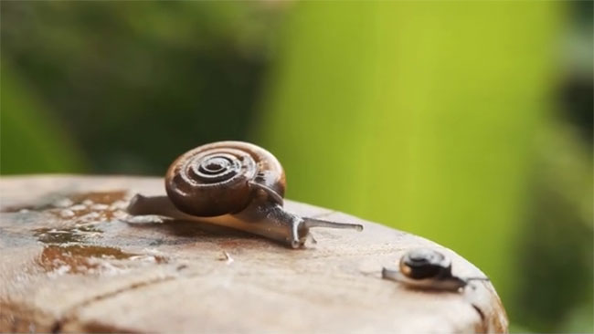 10 Methods How to get rid of Snails and Slugs Naturally - Amaze Vege Garden