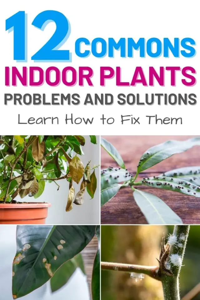 12 Common Indoor Plant Problems and How to Fix Them – Amaze Vege Garden