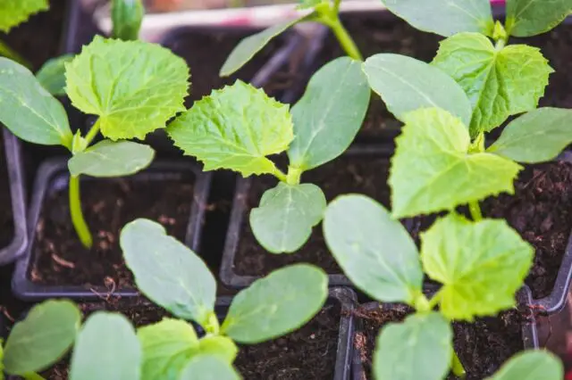 How to Grow Cucumbers from Seeds (Gardener’s Guide) – Amaze Vege Garden