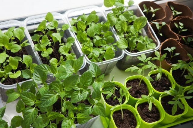 How to Start Growing Vegetables Indoors (Complete Guide) – Amaze Vege ...