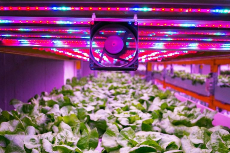 How to Start Growing Vegetables Indoors (Complete Guide) – Amaze Vege ...
