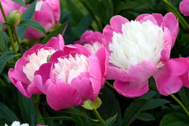 11 Best Smelling Flowers to Have in Your Garden – Amaze Vege Garden