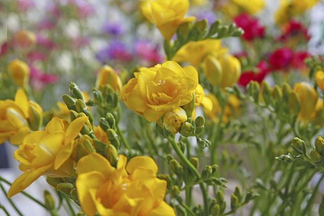 11 Best Smelling Flowers to Have in Your Garden – Amaze Vege Garden