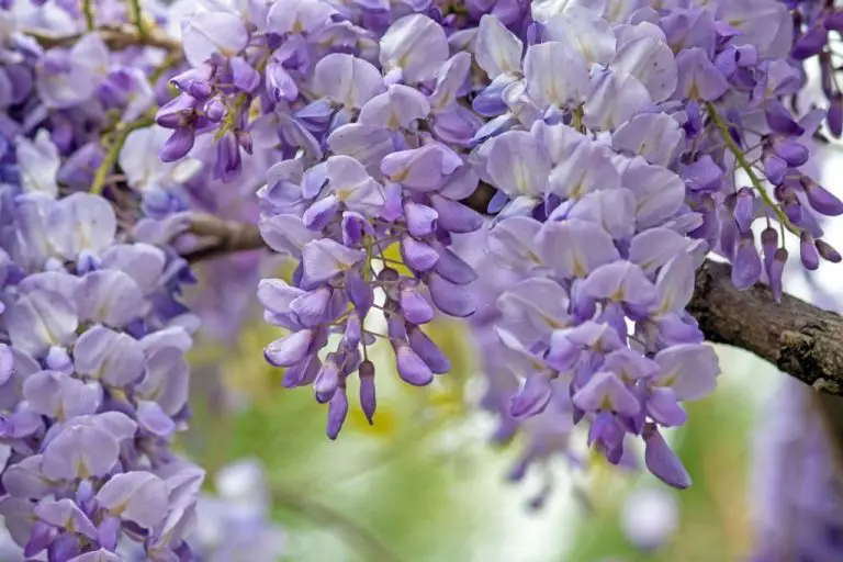 11 Best Smelling Flowers to Have in Your Garden – Amaze Vege Garden