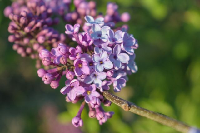 11 Best Smelling Flowers to Have in Your Garden – Amaze Vege Garden