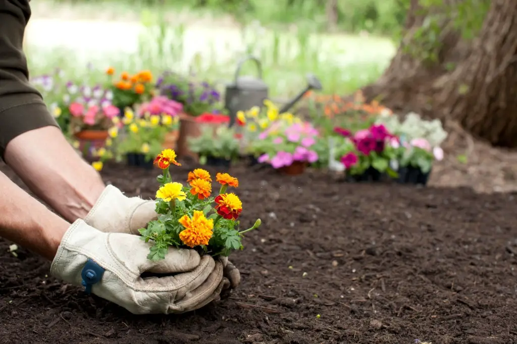 How To Make A Flower Garden From Scratch Amaze Vege Garden