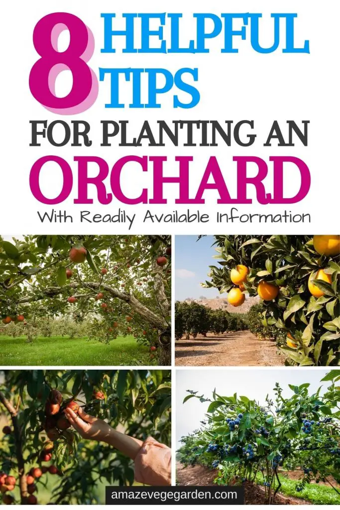 8 Helpful Tips For Planting An Orchard – Amaze Vege Garden