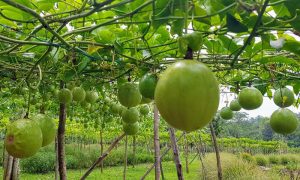 8 Helpful Tips For Planting An Orchard – Amaze Vege Garden